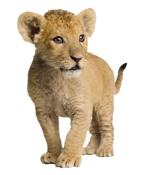 Lion Cub PNG Image PNG All