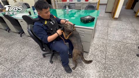 汪星人離家出走10公里竄路口 獲救後飛撲帥警討摸撒嬌│tvbs新聞網