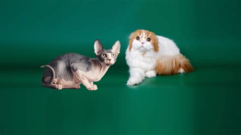 Why Do Cats Purr Mystery Science