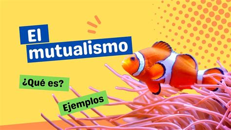 Qu Es El Mutualismo Youtube