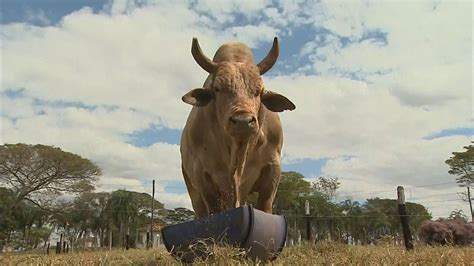 Touro Agressivo tem tratamento especial em Barretos SP G1 Ribeirão