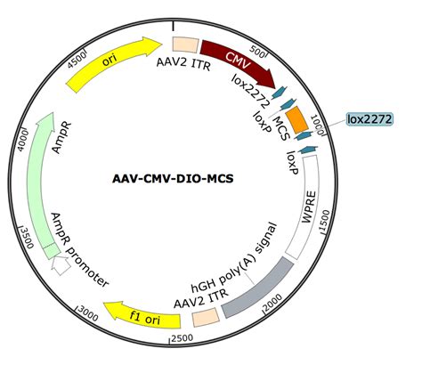 RAAVs For Cre Dependent Transgene Expression SignaGen Blog