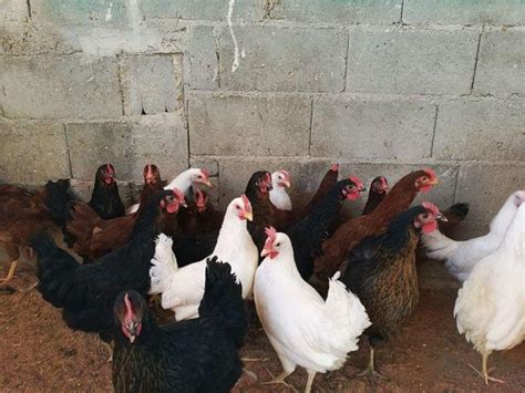 Mil Anuncioscom Gallinas Ponedoras