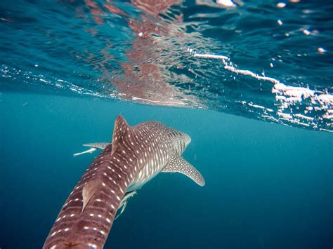 Swim With Whale Sharks In Belize 2021 Tour Dates