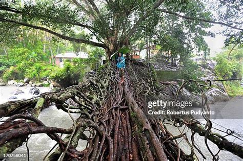The Root Bridge In Indonesia Photos And Premium High Res Pictures Getty Images