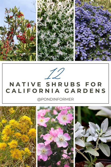 Top 12 Native Plants For California Gardens In 2024 California Garden