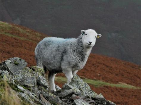 Herdwick Lamb Buy British Heritage Meat From Farmison And Co™