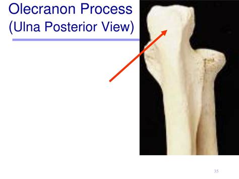 Ppt Lab Exercise 7 Powerpoint Presentation Free Download Id1799622
