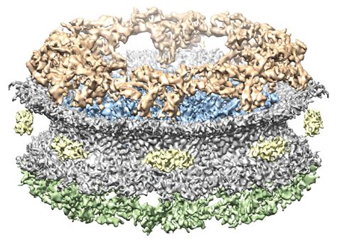 Pores Under Microscope