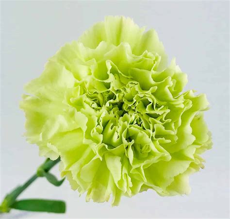 Green Carnation Flower