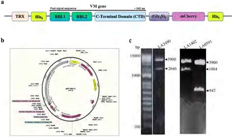 Mcherry Fusion Proteins Facilitate Production Of Recombinant Cysteine