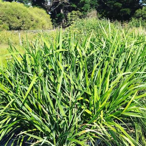 Dianella Grass Nature Nursery Central Indias Biggest Nursery In Indore