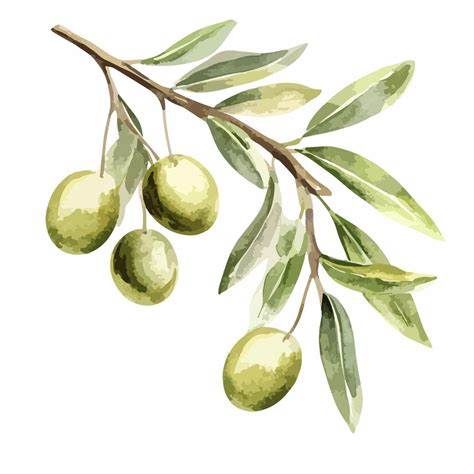 Watercolor Olive On Tree Branch Vector Isolated Premium Ai Generated