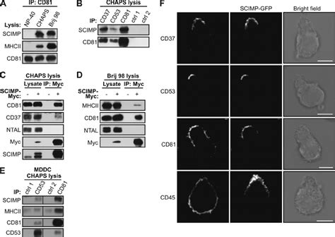 Localization Of Scimp In Tetraspanin Enriched Microdomains A Np 40