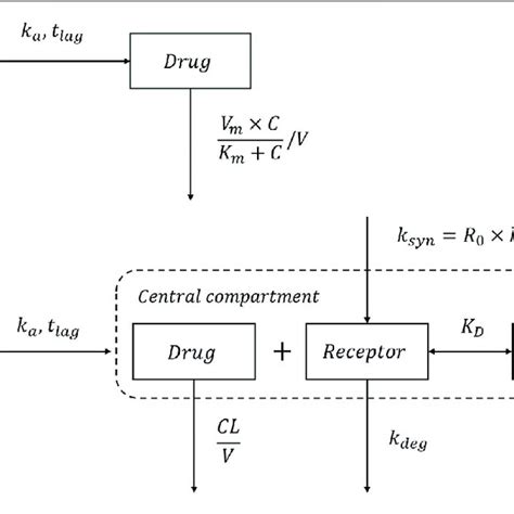 Schematic Of The Mm Model And Tmdd Model A The Michaelis Menten