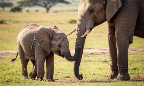 Do Elephants Have Breasts Berry Patch Farms