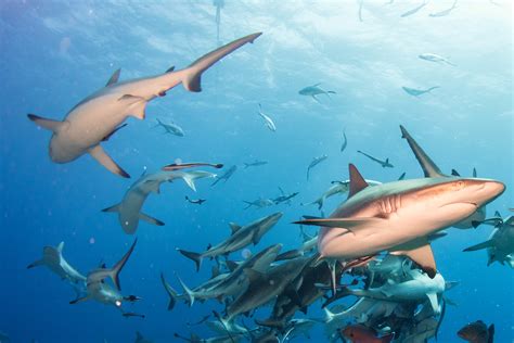 What Ocean Has Most Sharks