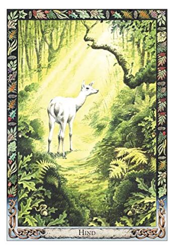 Druid Animal Oracle Deck Pricepulse Druid Animal Oracle Deck Pricepulse