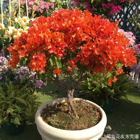 茉莉一长高就剪，别舍不得， 剪对了能快速复花东方养生频道东方养生