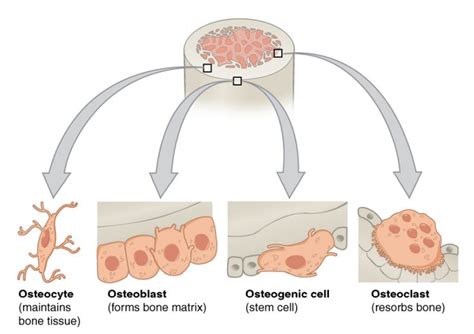 Bone Cell Structure And Function