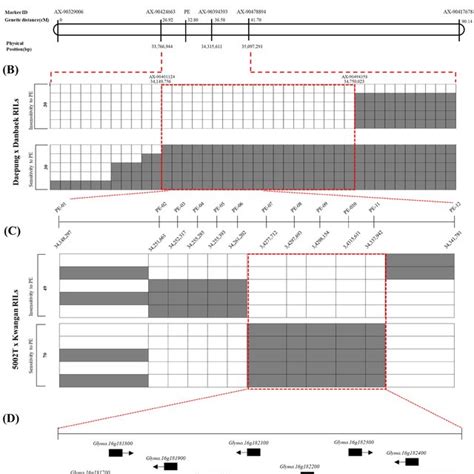 The Genetic Linkage Map And Its Physical Region Of The Locus Conferring Download Scientific