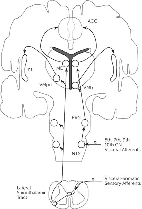 A Neural Circuit Framework For Somatosensory Amplification In