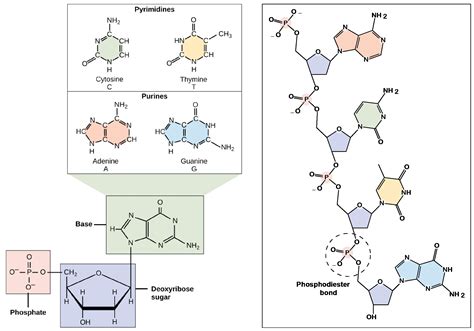 Worksheet Dna Structure Worksheet Worksheet Dna Structure — Db