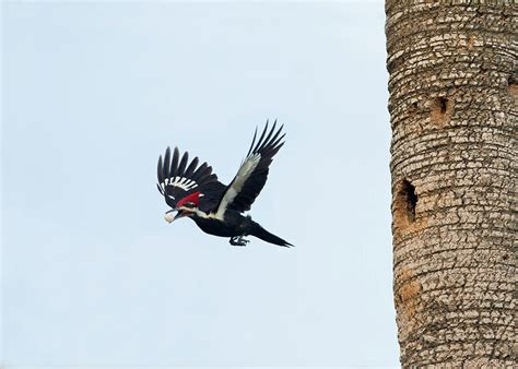 A Pileated Woodpecker Flying Photograph By James Urbach Fine Art America