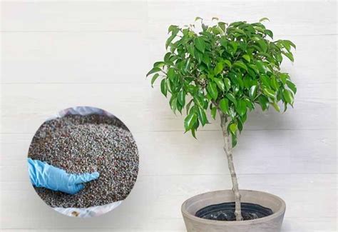 5 Secret Tips For Pruning Your Ficus Tree Ficus Pedia