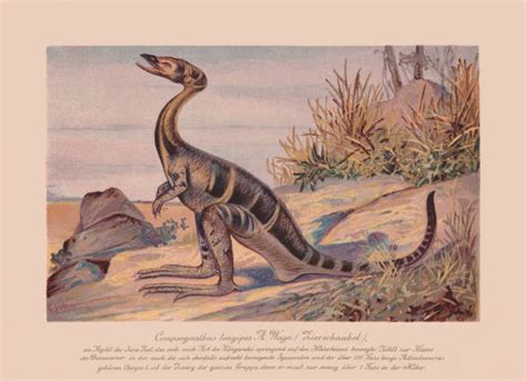 20 Compsognathus Drawing Stock Illustrations Royalty Free Vector