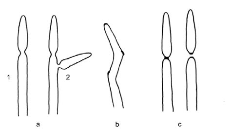 Emergence Of Conidia A Holoblastic Conidiogenesis 1 Monoblatic