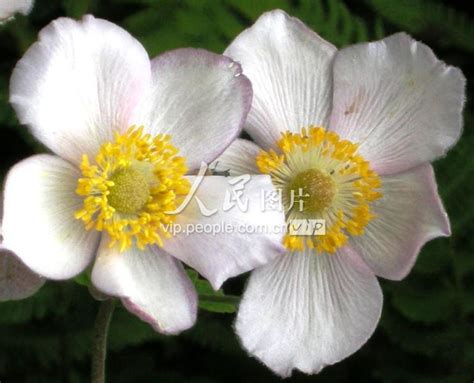 世界生物资源库 秦岭 人民图片网
