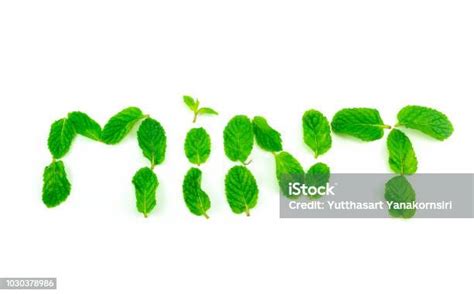 Spaermint Pepermint Terisolasi Pada Latar Belakang Putih Foto Stok Unduh Gambar Sekarang Istock