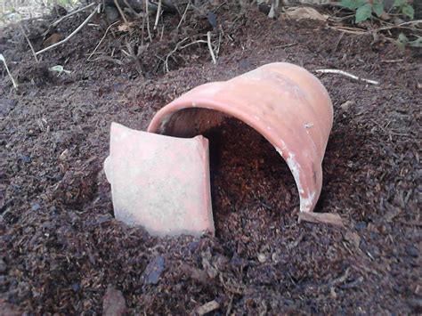 Housewife Adventures How To Make A Toad Habitat