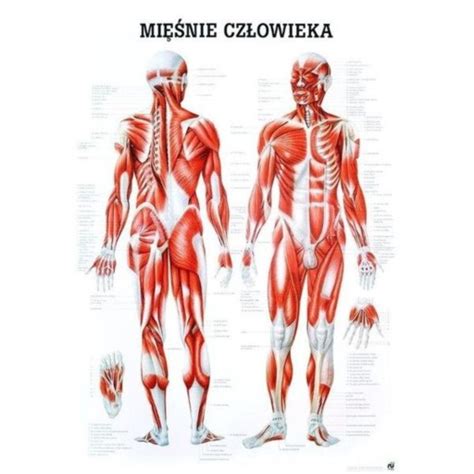 Tablica Anatomiczna Uk Ad Mi Niowy Plansza Plakat Allegro Pl