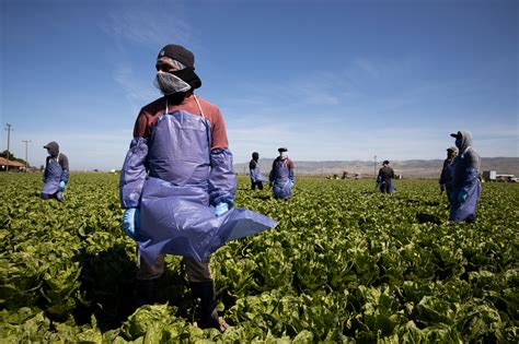 Farm Workers Harvest Crops With Few Protections From The Coronavirus