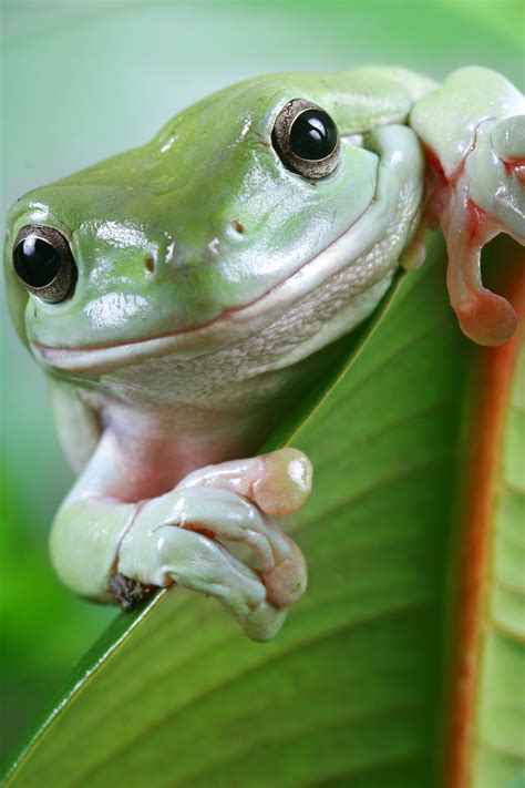 Frog Pictures Images And