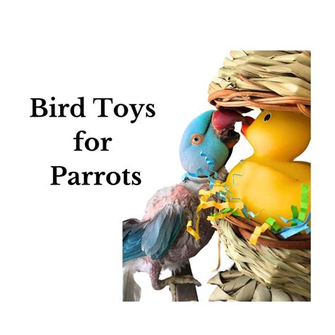 Pds Blog Pds Parrot Shop