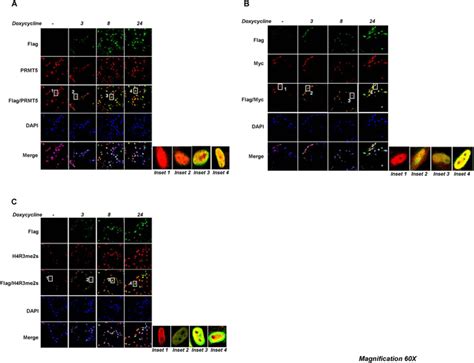 Omomyc Co Localization With Prmt5 Myc And H4r3me2s Enriched Chromatin