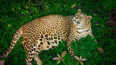 Leopard Habitat From Forests To Urban Jungles Wildlife Sos
