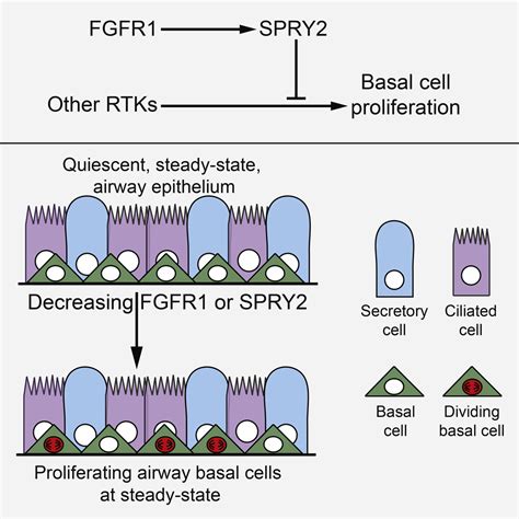 An Fgfr1 Spry2 Signaling Axis Limits Basal Cell Proliferation In The Steady State Airway