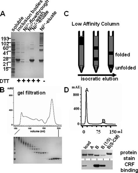 Expression And Purification Of Properly Folded Trx Ecd A Sdspage