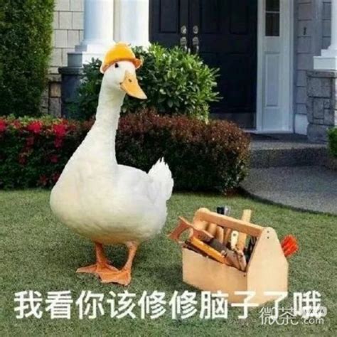 鸭子表情包 微信 鸭子表情包 好听 伤感说说吧