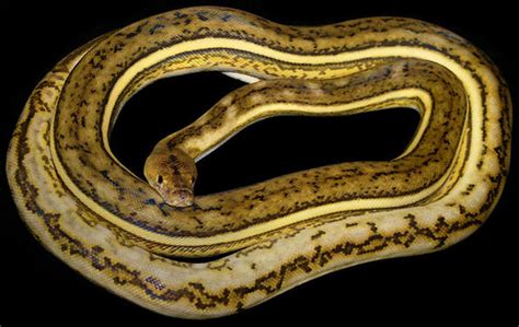 Vivariums Reptiles Reticulated Python Tropical Hobbies
