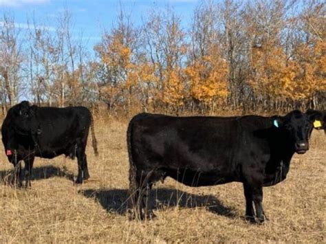 Keith Robertson 50 Angus X Bred Cows Perdue Sk Team Auction Sales