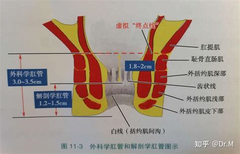 为什么 菊花爱爱”hiv风险高？ 知乎