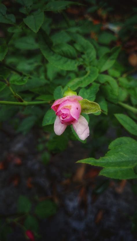 花 粉色的 Pixabay上的免费照片 Pixabay