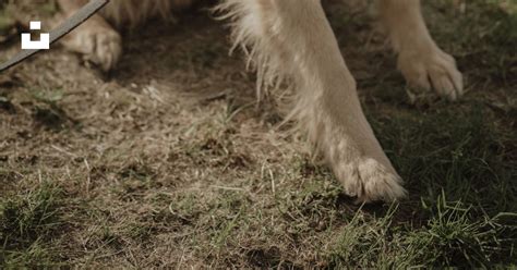 낮 동안 푸른 잔디에서 달리는 갈색과 검은 색 짧은 코팅 개 사진 Unsplash의 무료 녹색 이미지