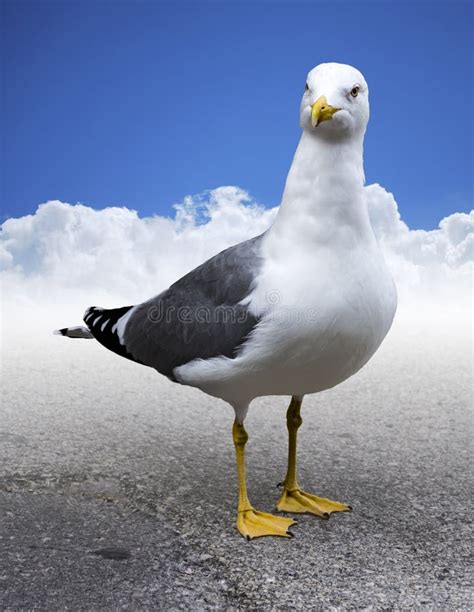 Cute Seagull Closeup Stock Image Image Of Albatross 135882515