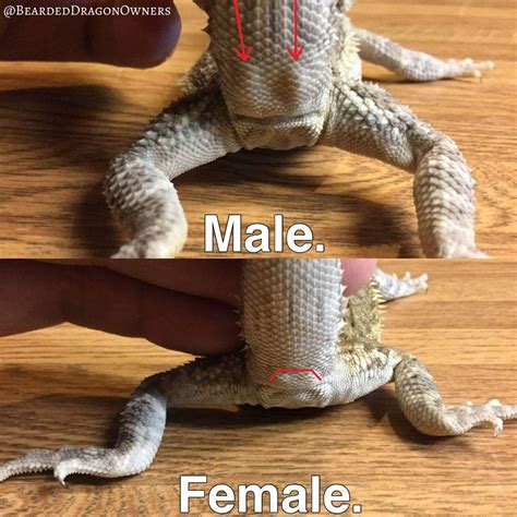 20 Types Of Bearded Dragons Based On Morphology And Color Artofit